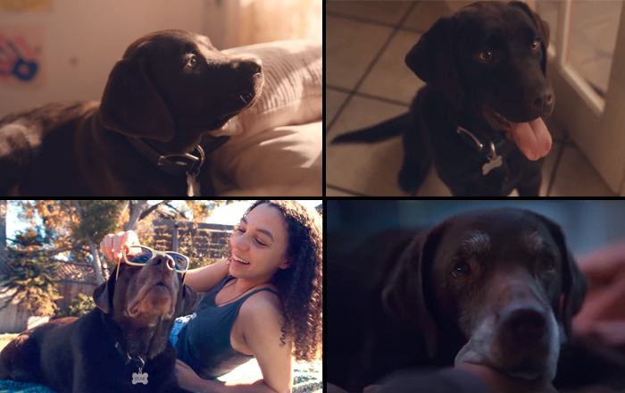 All about the pup who stole our hearts in the #1 Super Bowl ad Reel ...